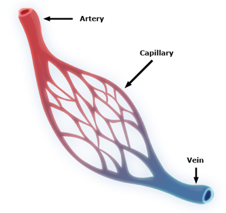 What is the Difference Between Arterial and Venous Bleeding?